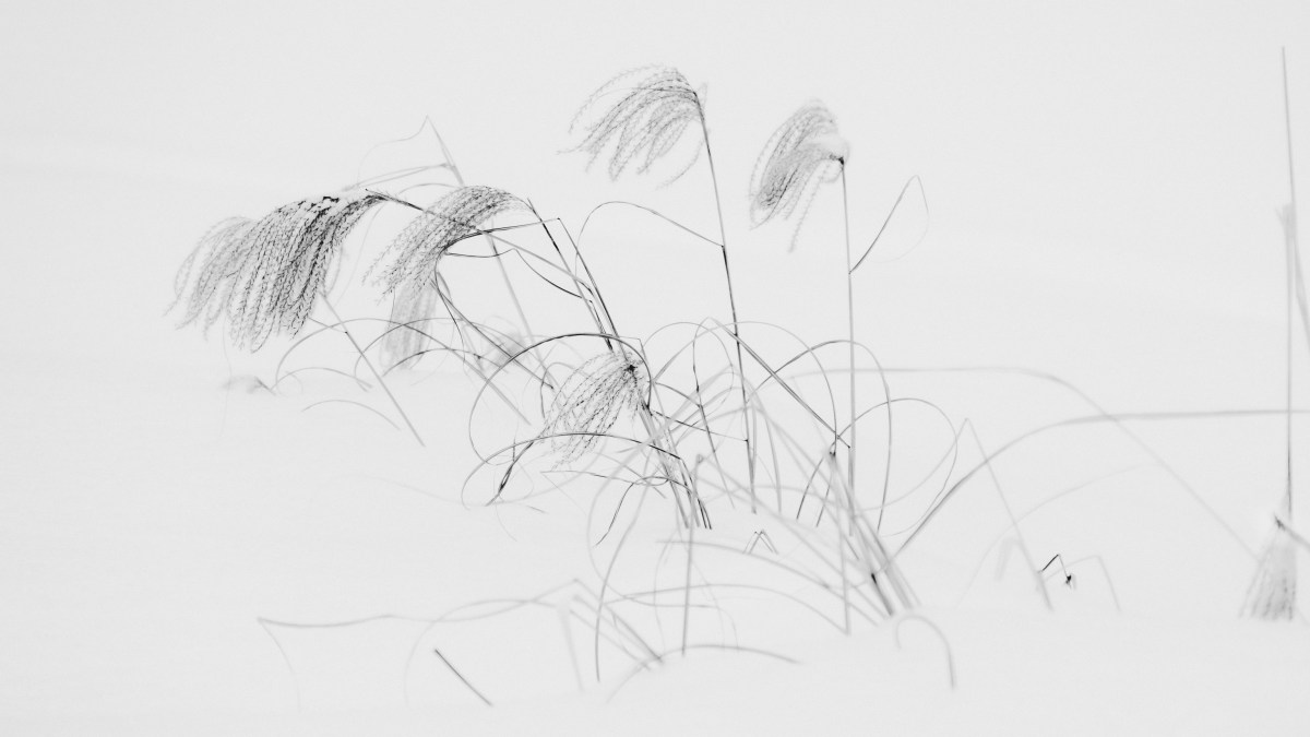 Snow Anxiety – No Ordinary Light